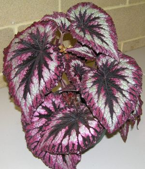 Rex – Begonia Society of Western Australia