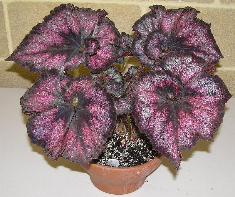 Rex – Begonia Society of Western Australia