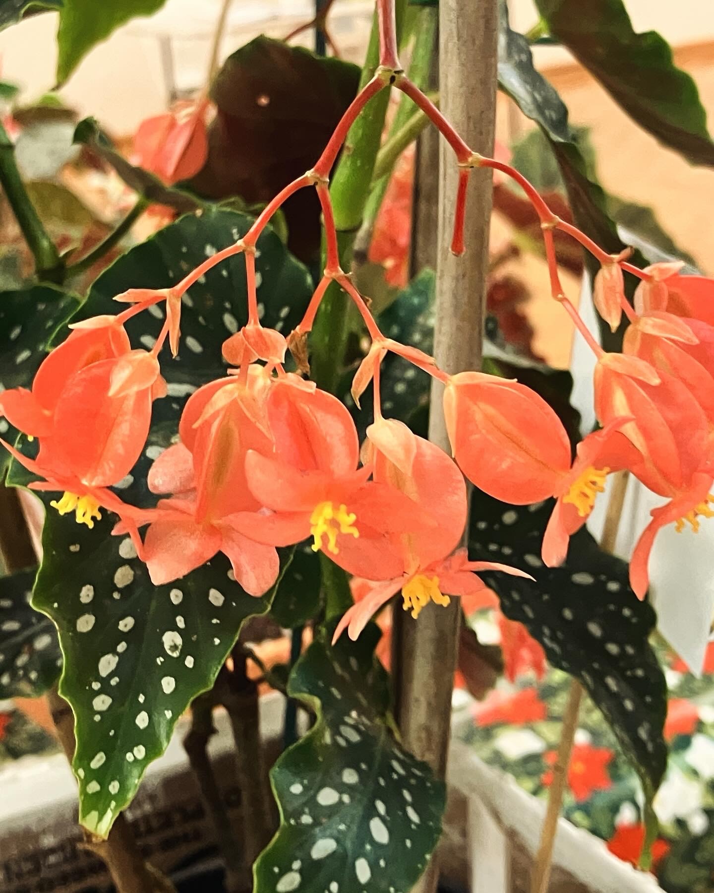 Cane like – Begonia Society of Western Australia