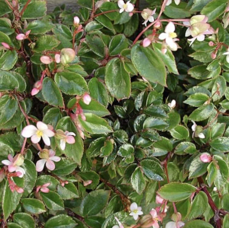 Trailing Scandents – Begonia Society of Western Australia